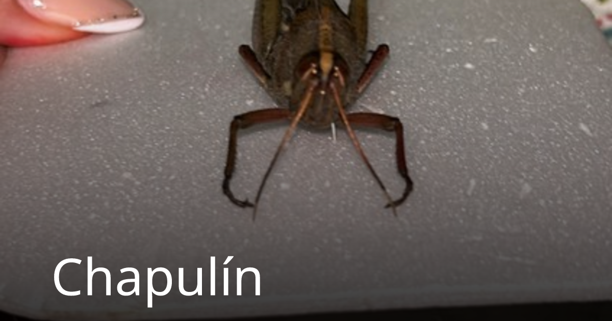 Chapulín - Bichos ID de Fucesa