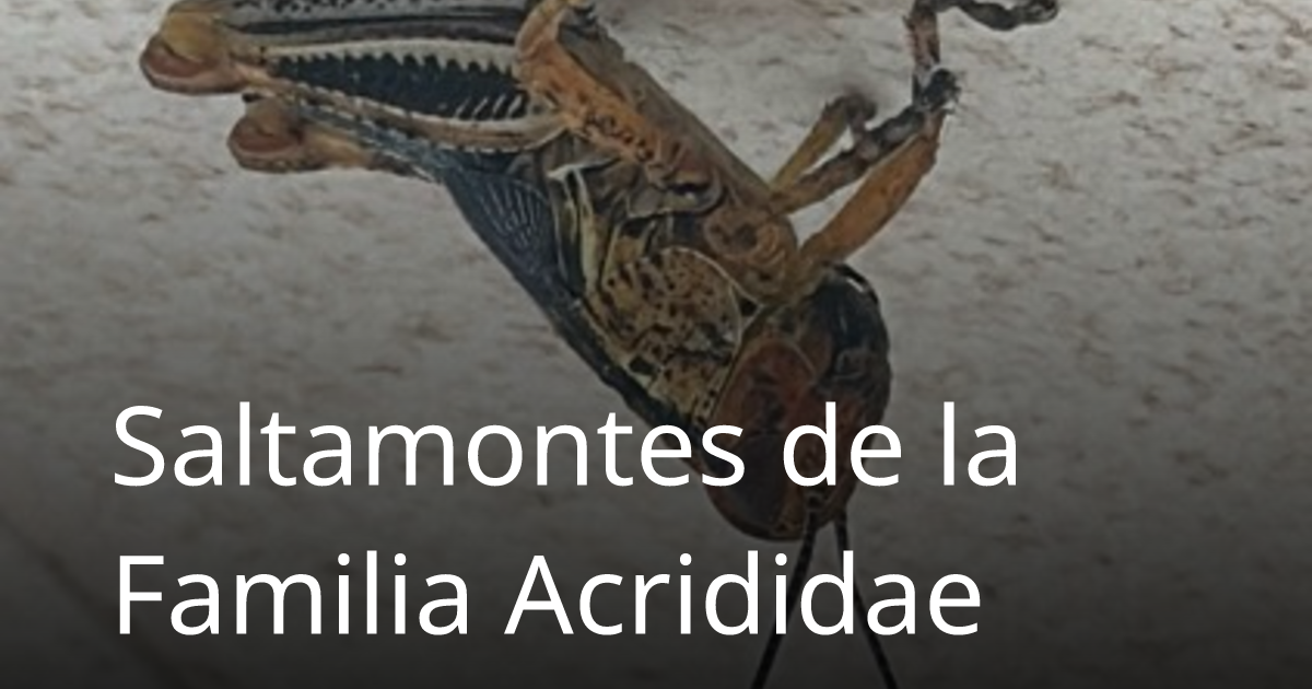 Saltamontes de la Familia Acrididae - Bichos ID de Fucesa