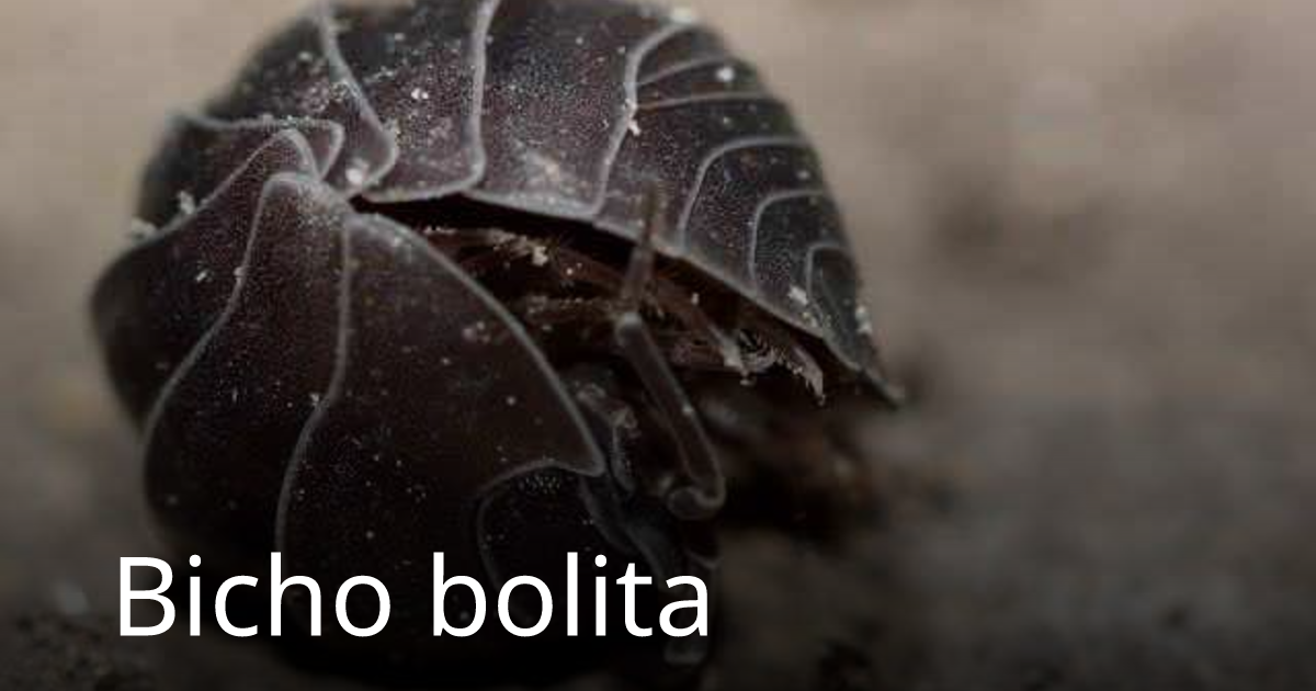 Bicho bolita - Bichos ID de Fucesa