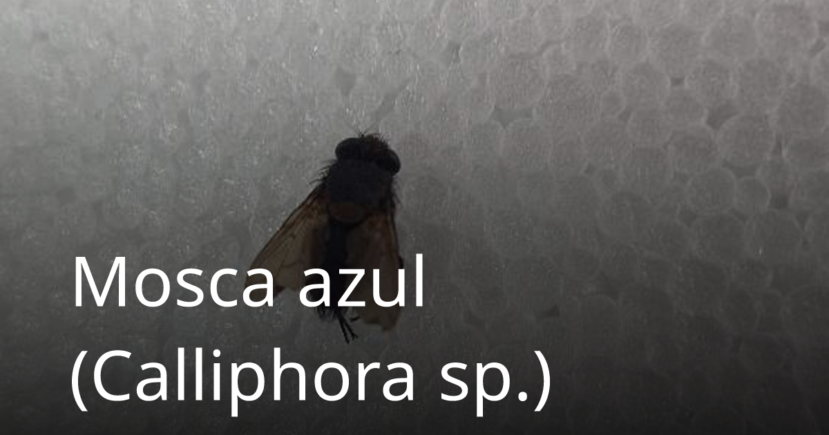 Mosca azul (Calliphora sp.) - Bichos ID de Fucesa