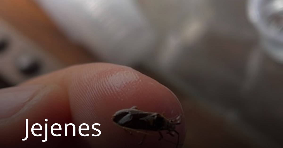 Jejenes - Bichos ID de Fucesa