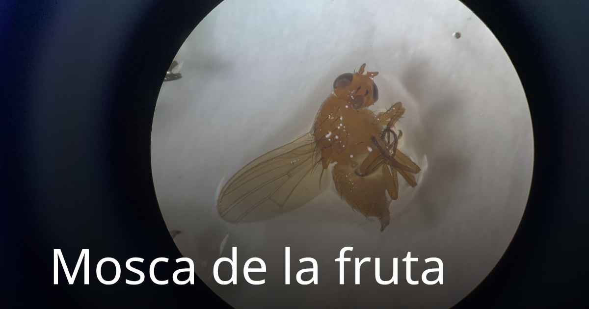 Mosca de la fruta - Bichos ID de Fucesa