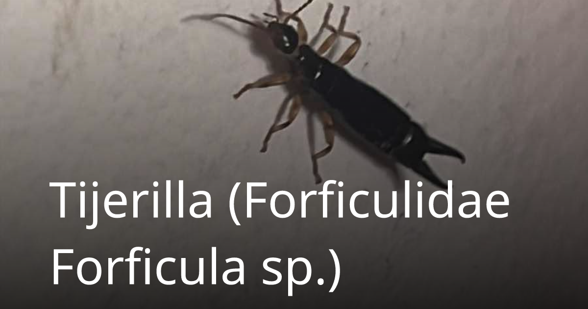 Tijerilla (Forficulidae Forficula sp.) - Bichos ID de Fucesa