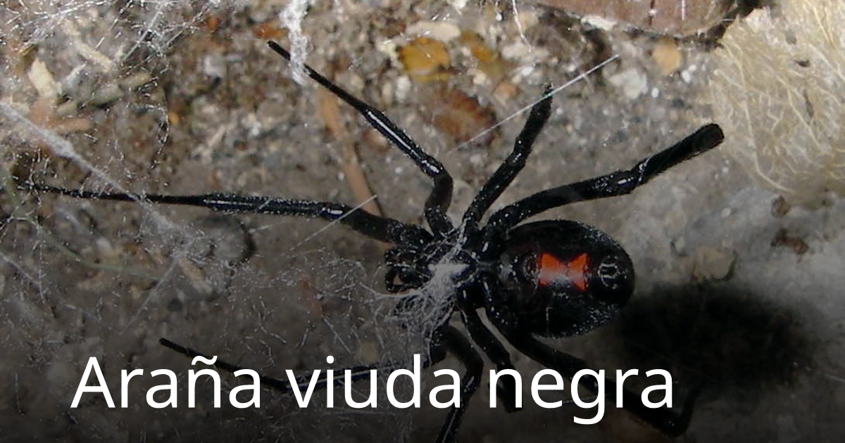 Araña viuda negra - Bichos ID de Fucesa